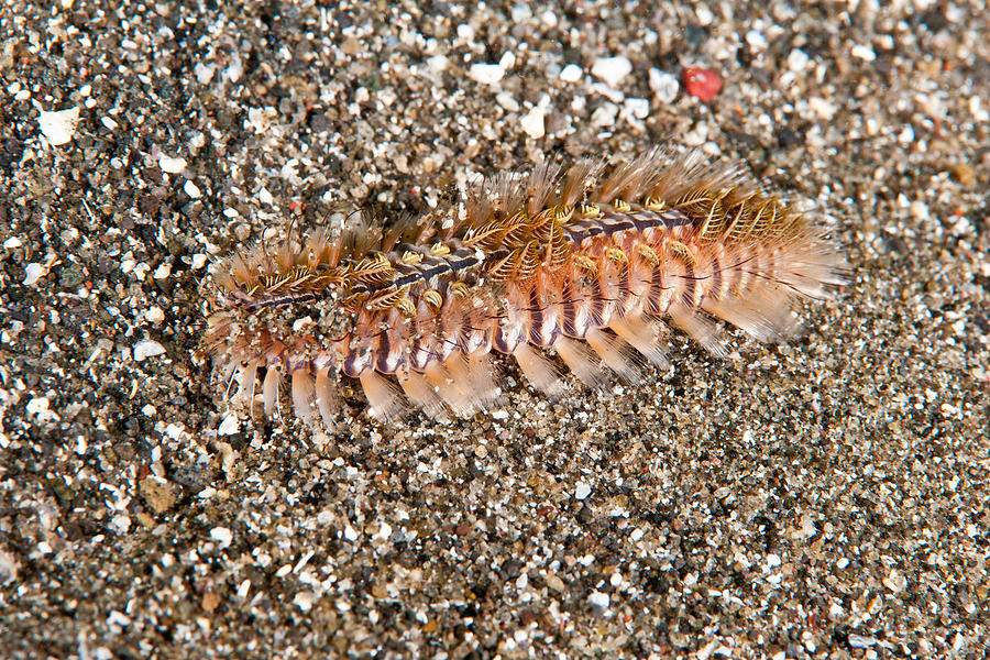 Red-tipped Fireworm Photograph by Andrew J. Martinez - Fine Art America