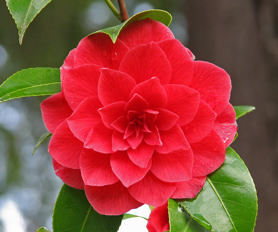 Red tree Blossom Photograph by Eric Mace - Fine Art America