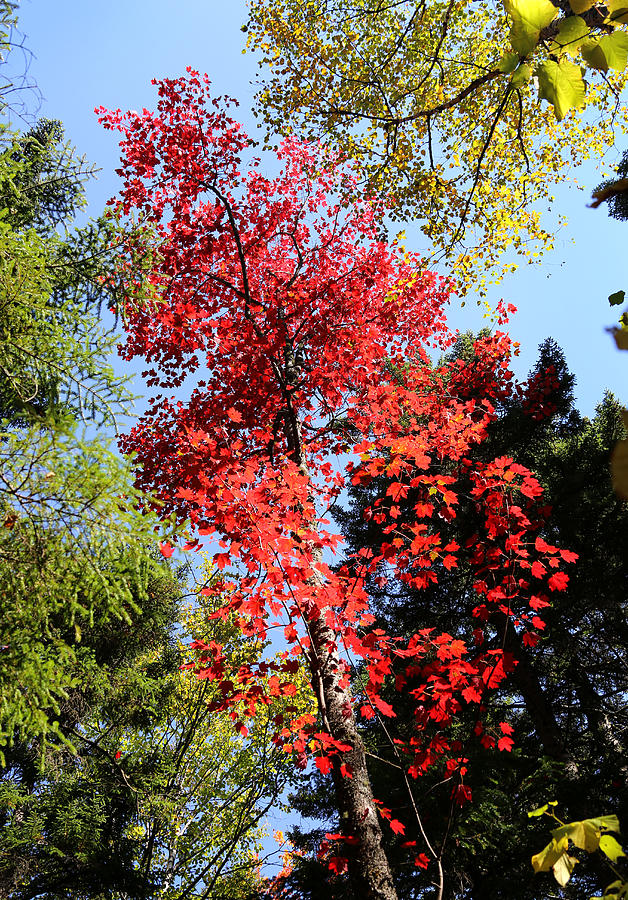 Red tree Photograph by Reena Nemirovsky - Fine Art America