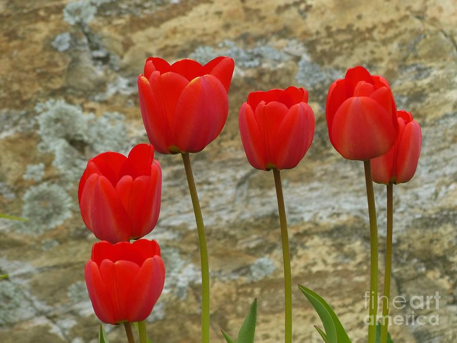 Red Tulips Photograph by Christine Stack - Fine Art America