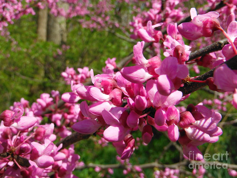 Redbud Tree Blooms Photograph by Paddy Shaffer - Fine Art America