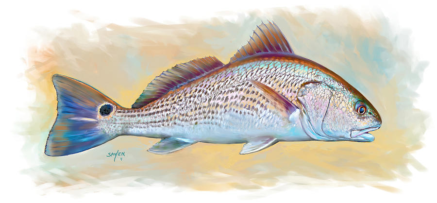 Redfish Illustration Painting by Savlen Art