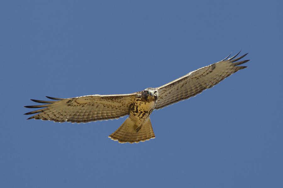 Redtail hawk Photograph by Duane Angles - Fine Art America