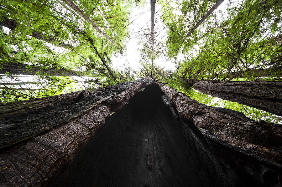 Redwood Cave with Trees Photograph by Studio Janney - Fine Art America