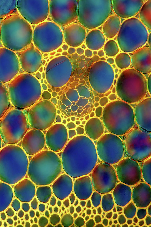 Reed Stem Photograph by Science Photo Library - Pixels