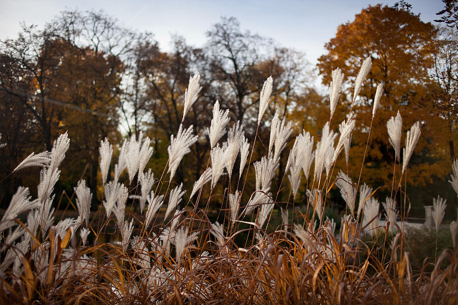 Reeds Highlighted by the Sun Photograph by Artur Bogacki | Fine Art America