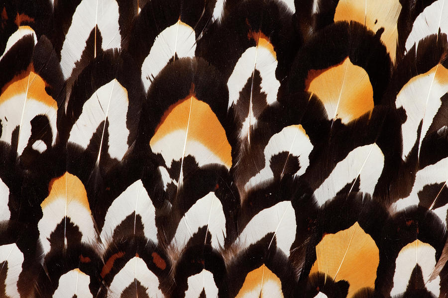 Reeves Pheasant Feather Pattern Photograph by Darrell Gulin - Fine Art ...