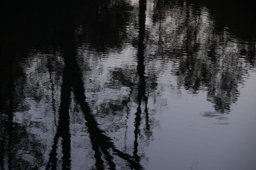 Reflected Trees Photograph by Jeff Black - Pixels