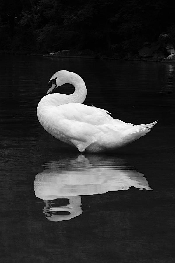 Reflection Photograph by Emily Rowe - Fine Art America
