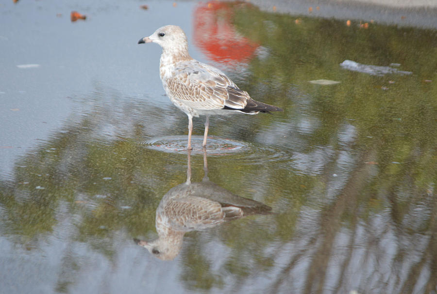 Reflection in a Puddle Photograph by Iris Rivera - Fine Art America