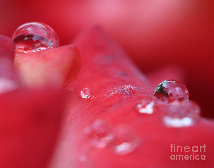 Reflection in an Raindrop Photograph by Four Hands Art - Fine Art America