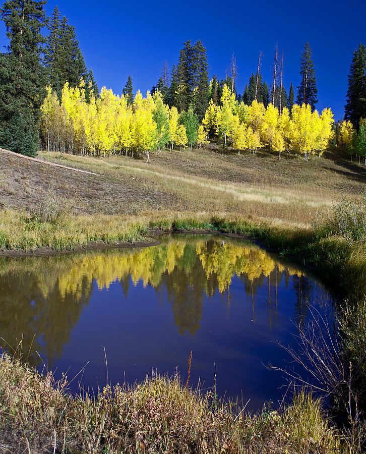 Reflection in Pond Photograph by Randell DeVaney - Fine Art America