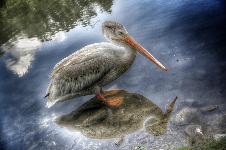 Reflection Photograph by Jamie Landry - Fine Art America