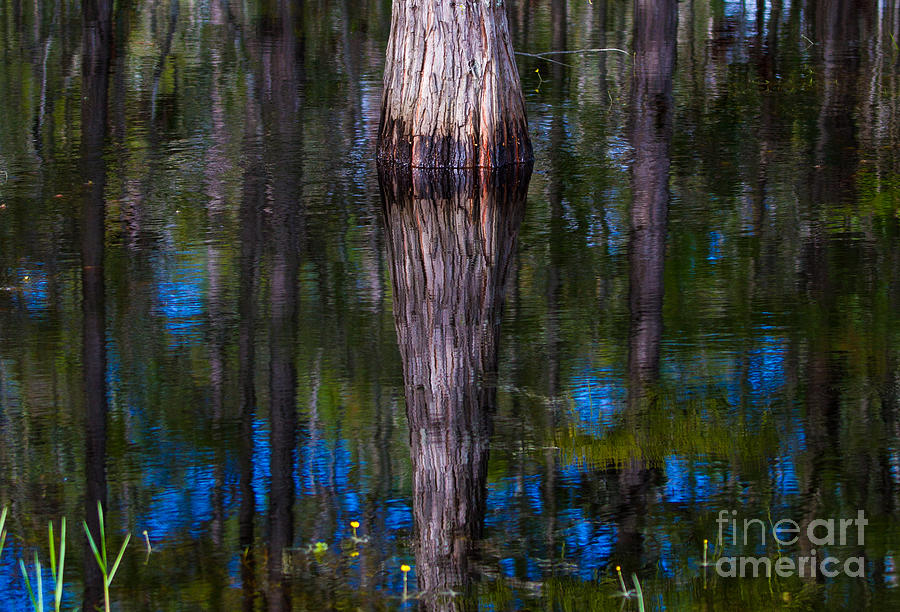Reflection of a Tree Photograph by Sarah Smith - Pixels