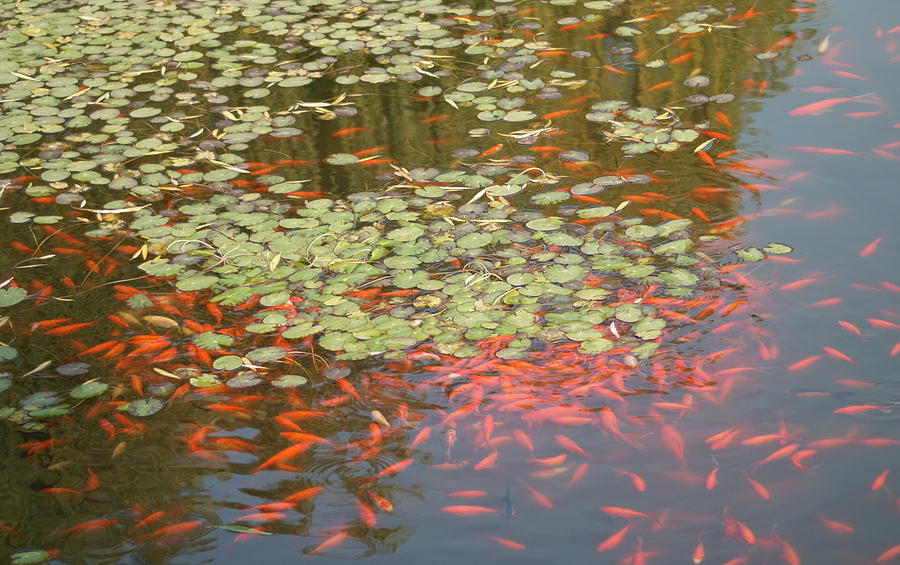 Reflection pond China Photograph by Danielle DiBella