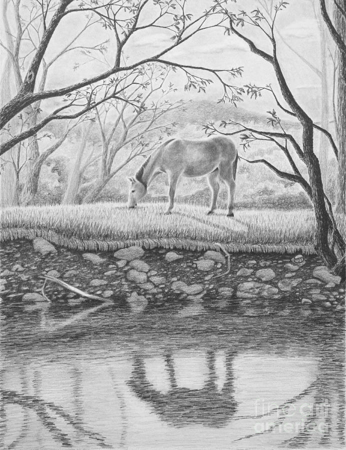 Reflection Drawing by Bryarpatch Artistry - Fine Art America