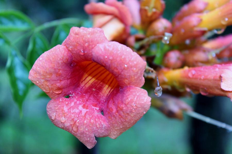 Refreshed Photograph by Devin Francis | Fine Art America