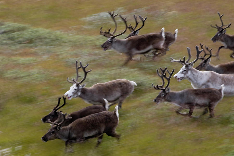 Reindeer Roundup At Isortoq, Greenland Photograph by Peter Essick ...