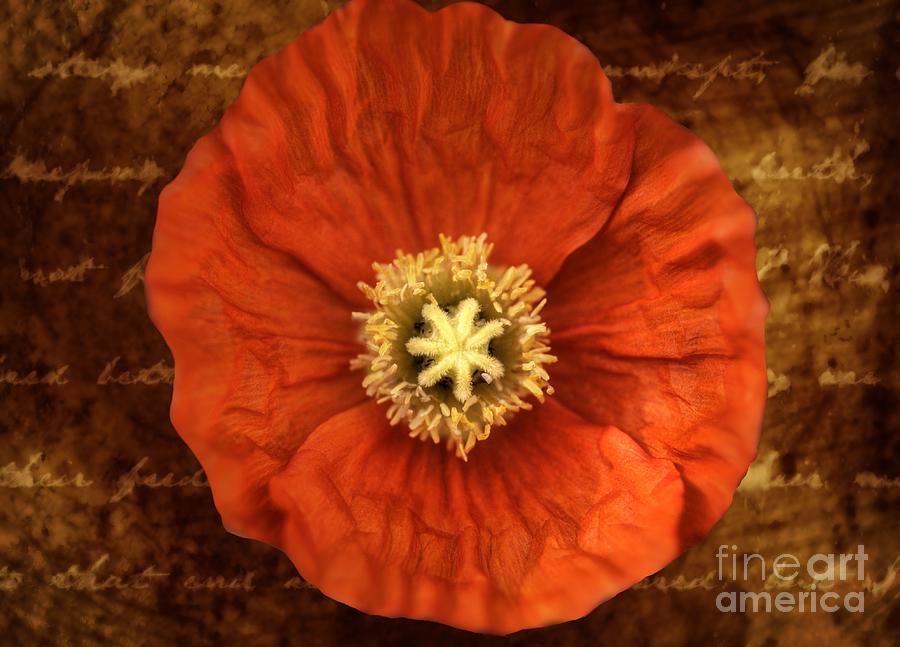 Remembrance Photograph by Chris Fleming - Fine Art America