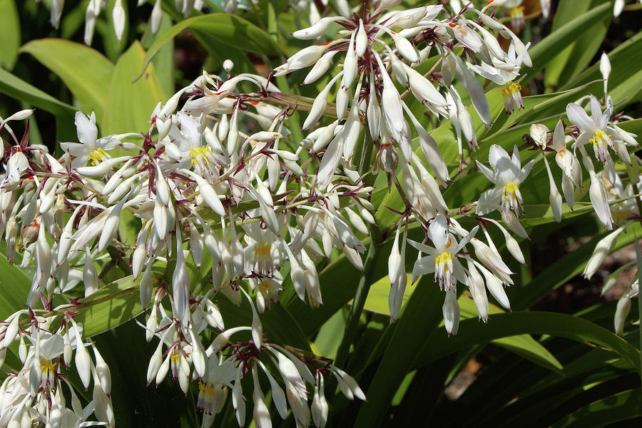 Renga Lily (arthropodium Cirratum) Photograph by Science Photo Library ...