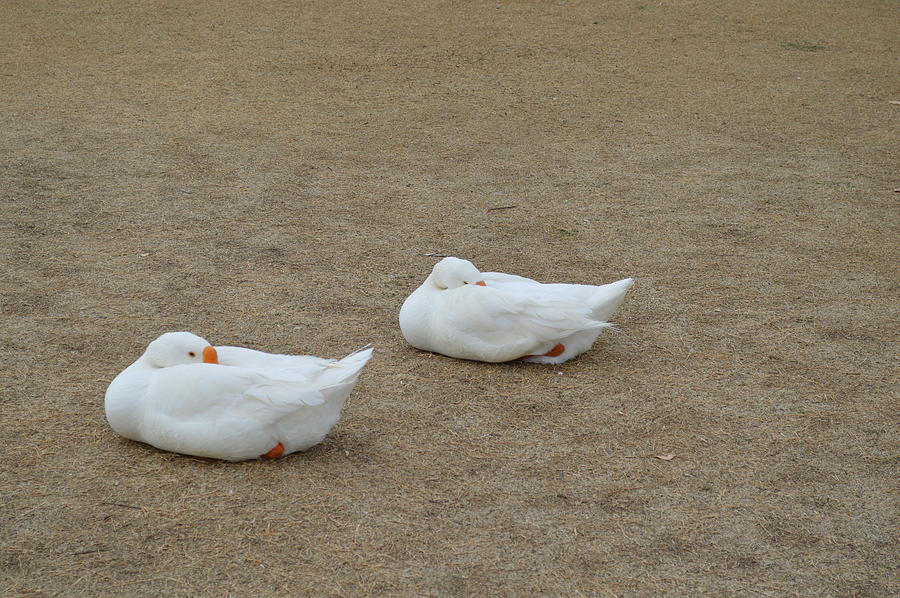 Resting Ducks Photograph by Mark Morlock - Fine Art America