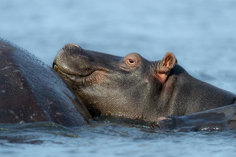 Resting Hippo Photograph by Peter Chadwick - Fine Art America