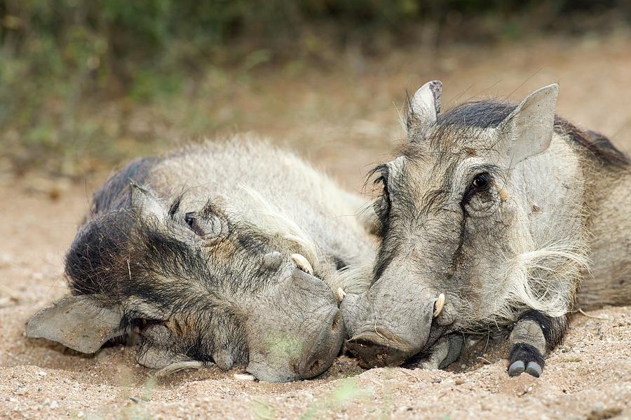 Resting Warthogs Photograph by Tony Camacho / Science Photo Library ...