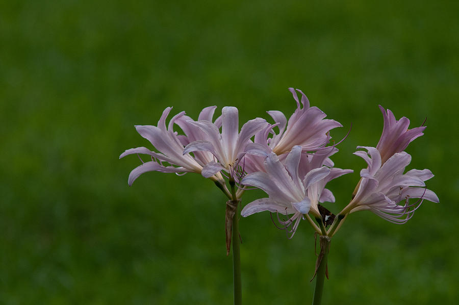 Resurrection Lily Photograph by Craig Hosterman - Fine Art America