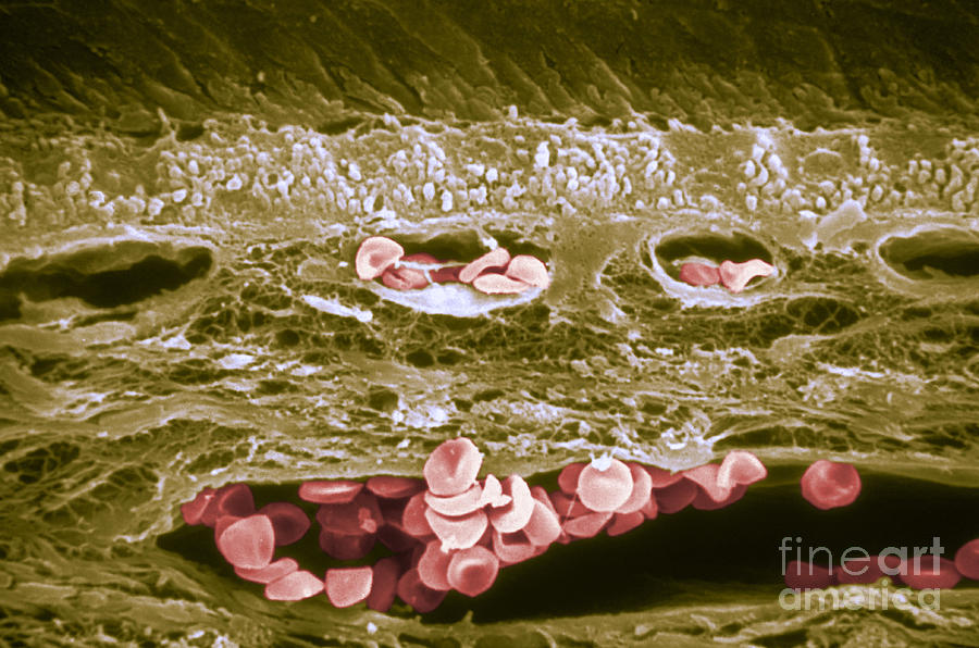 Retinal Pigment Epithelium, Sem Photograph by Ralph C. Eagle, Jr. - Pixels