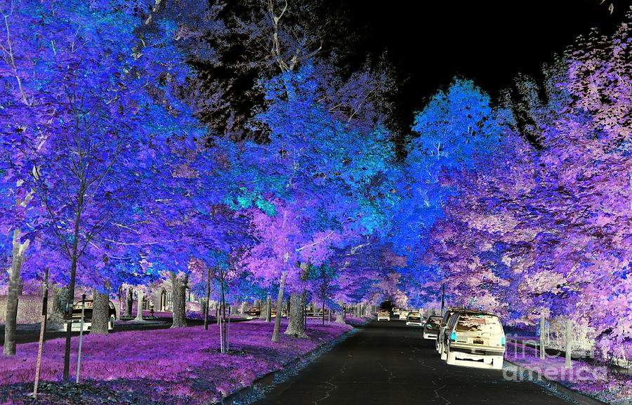 Reverse Colors Photograph by R Mahlouji - Fine Art America