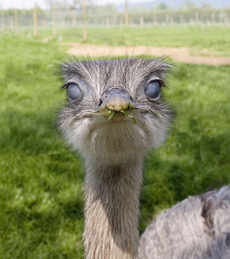 Rhea Photograph by Rachel Down - Fine Art America