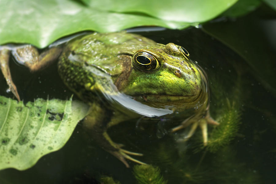 Ribbitt Photograph by John Forrant - Fine Art America