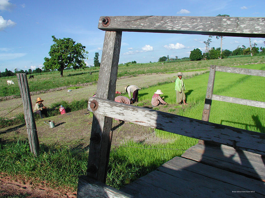 Rice Farming 02 Photograph by Brian Gilna - Fine Art America