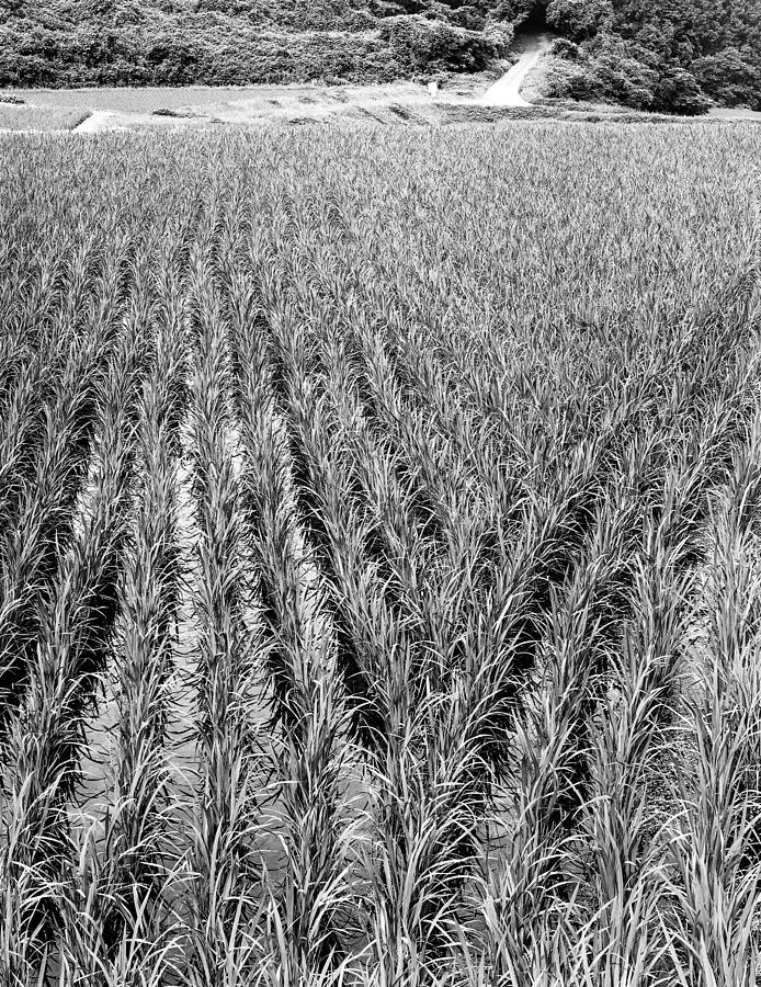 Rice Field Patterns Photograph by Ronald Steiner - Pixels