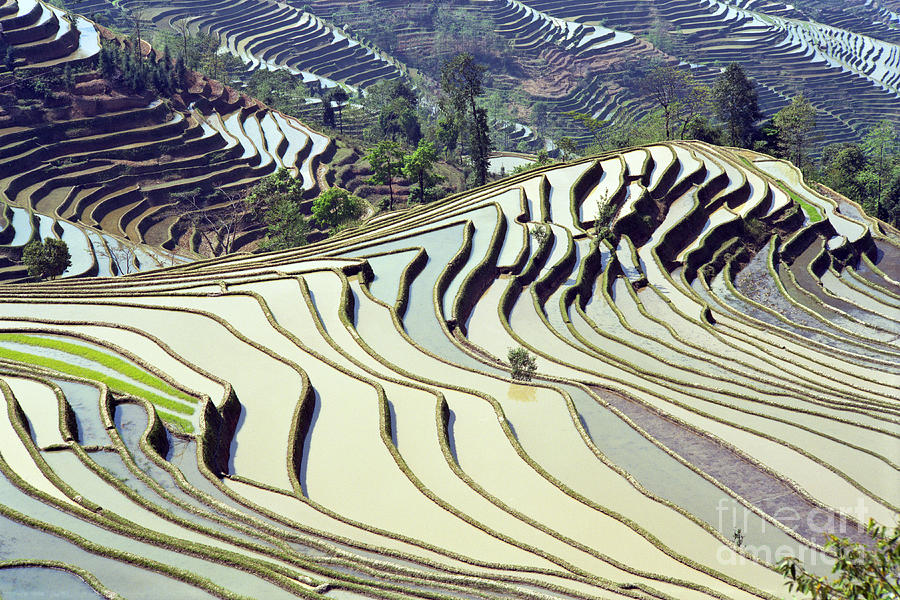 Rice Terraces Photograph by King Wu - Fine Art America
