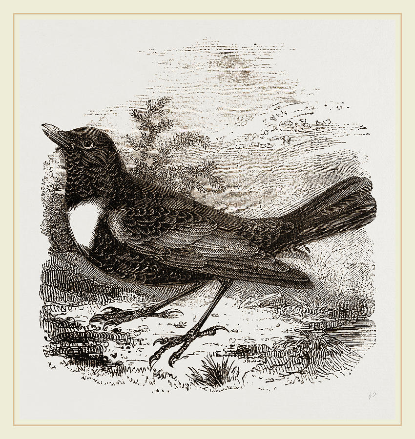 Ring Ouzel Drawing by Litz Collection - Fine Art America