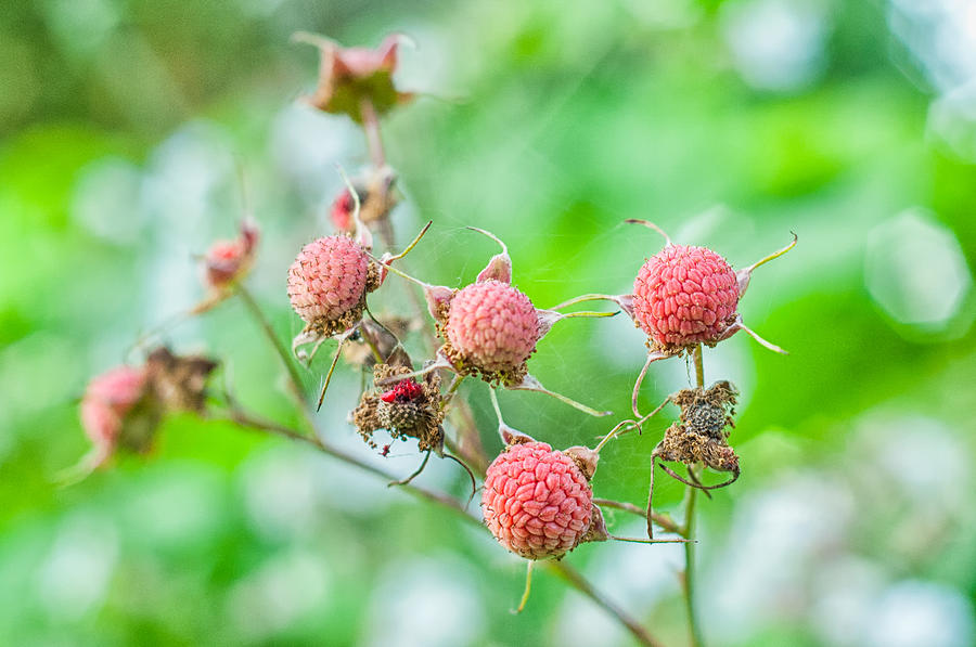 Ripening Wild Thimbleberries Photograph by Richard Leighton - Pixels