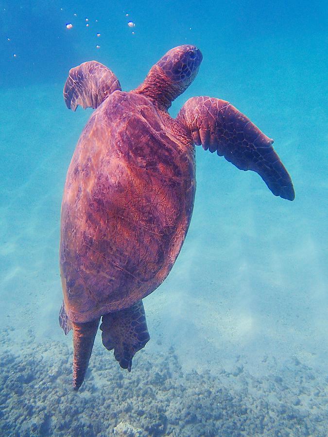 Rising Green Sea Turtle Photograph by Art Spearing - Fine Art America