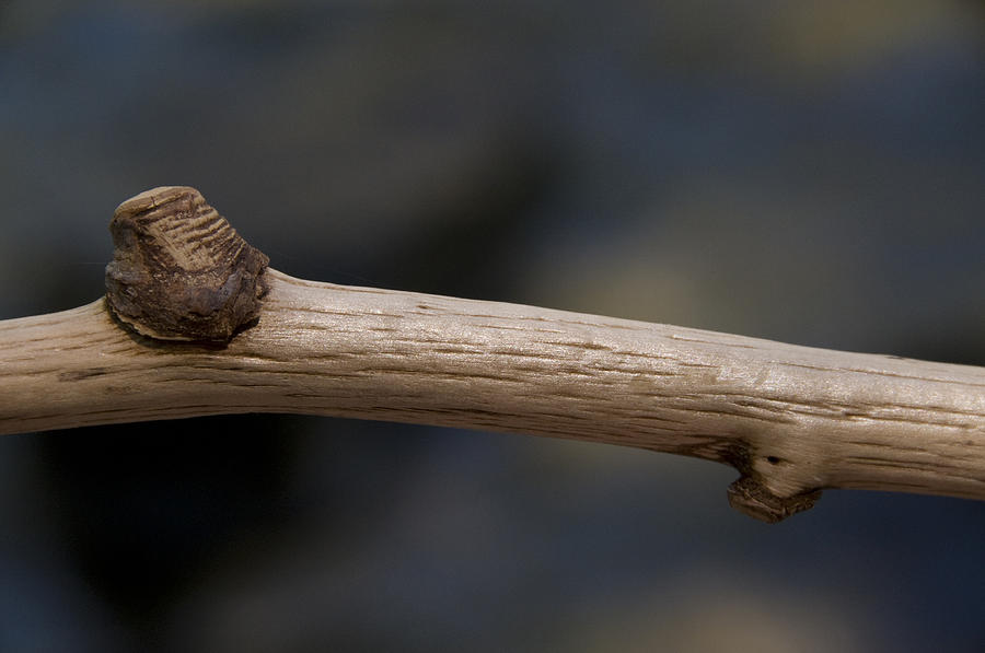 River-Polished Tree Branch Photograph by Scott Lenhart - Pixels