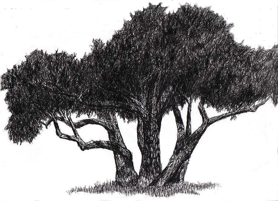River tree Drawing by David Hall - Pixels