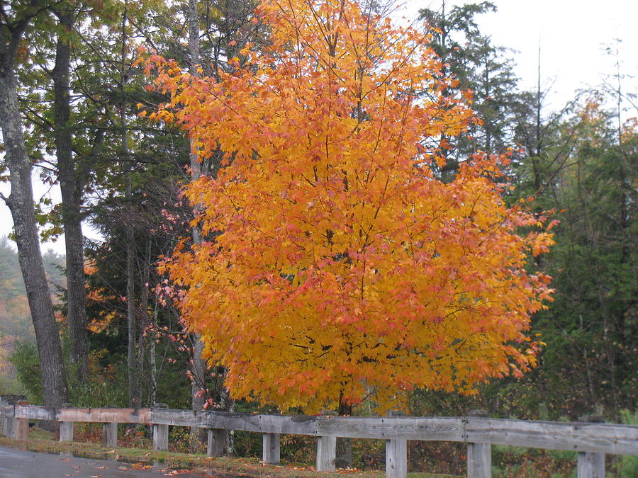 Roadside Maple Photograph by Joel Geiger | Fine Art America