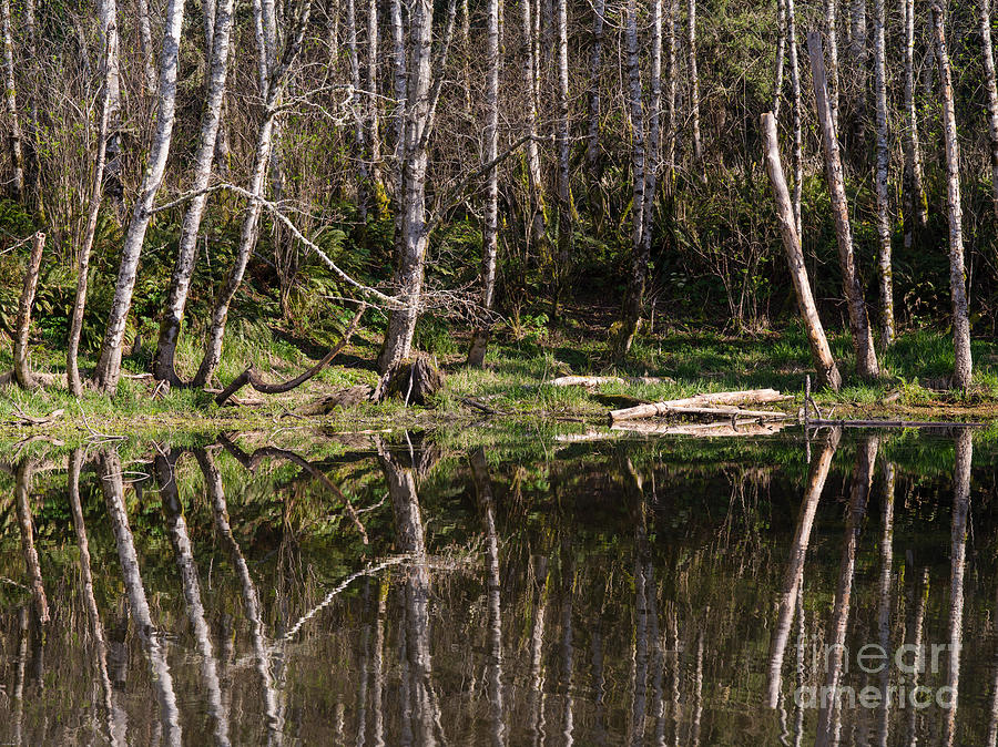 Siuslaw Forest Photograph by Tracy Knauer - Pixels