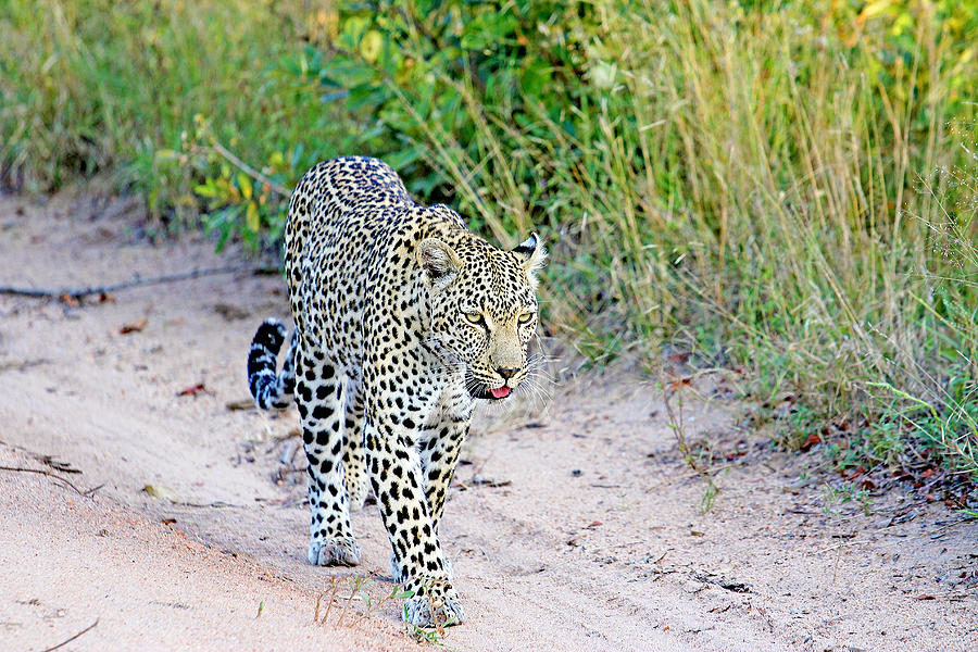 Roaming Leopard Photograph by Evan Peller - Fine Art America