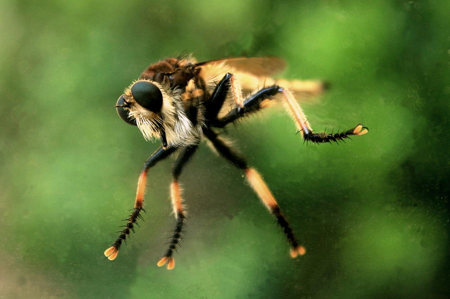 Robber Fly Up Close Photograph by Charles Shedd - Fine Art America
