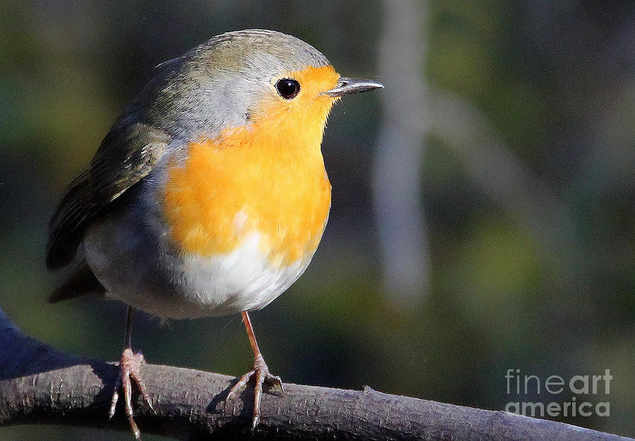Robin Bird Photograph by Nilay Tailor - Pixels