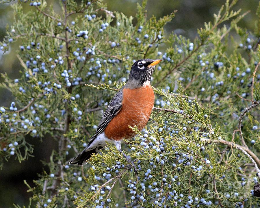 Robin Photograph by Charles Trinkle - Fine Art America