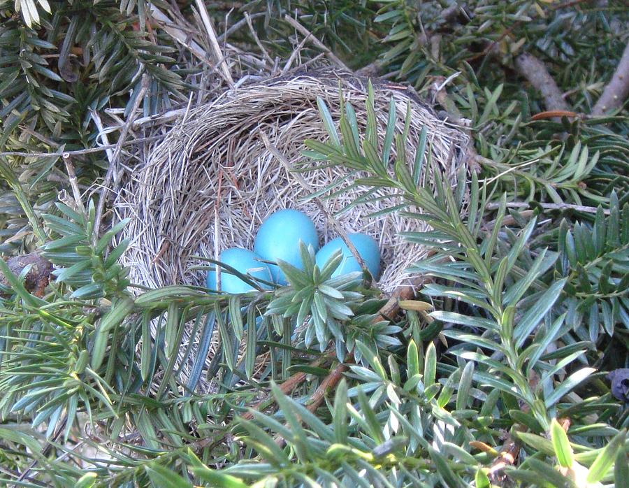 Robin Eggs Painting by SuanLizbeth's Gallery - Fine Art America