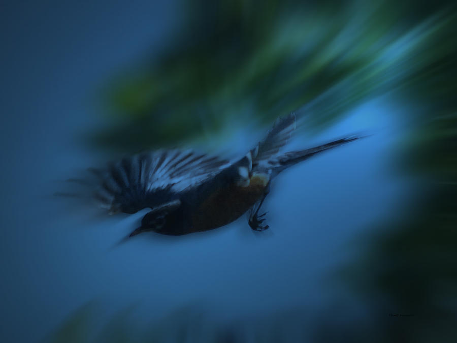 Robin Gliding In for a Landing Photograph by Thomas Woolworth - Pixels