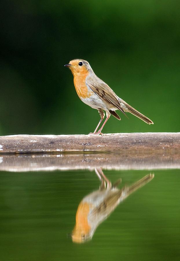 Robin Photograph by John Devries/science Photo Library