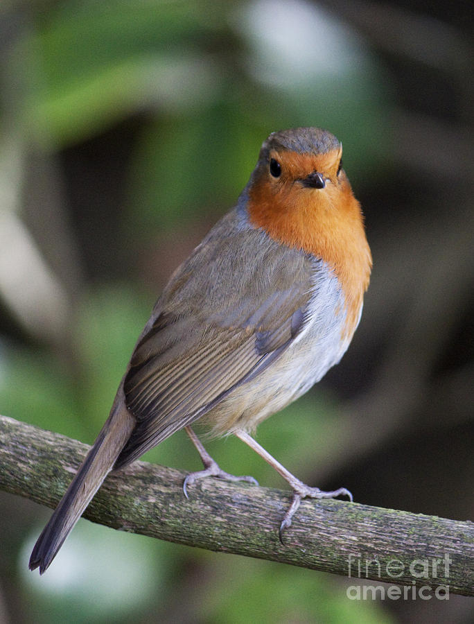 Robin Photograph by Neil Hindle - Fine Art America